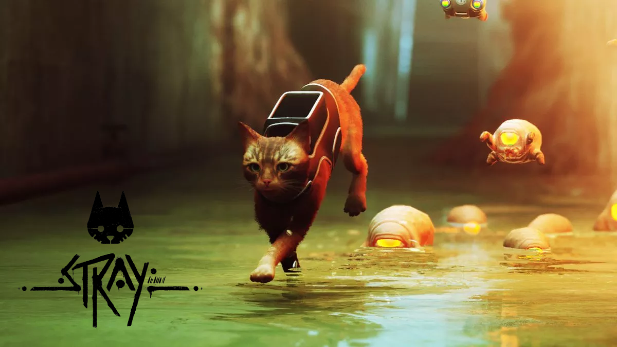 Stray: Record exploded for the most fashionable cat of the moment ...