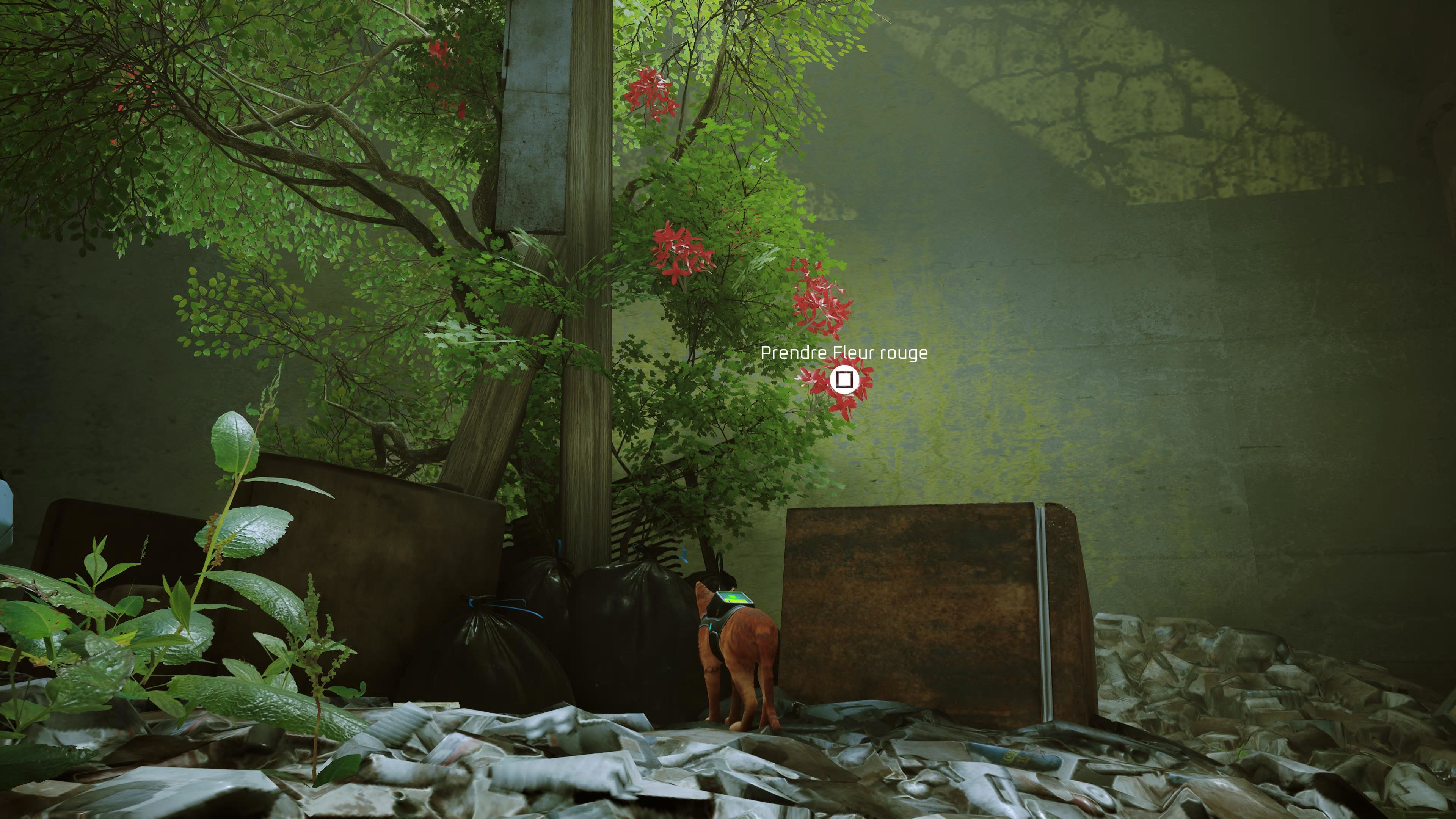 Stray flowers: where to find them all in the Anthill? - Millenium