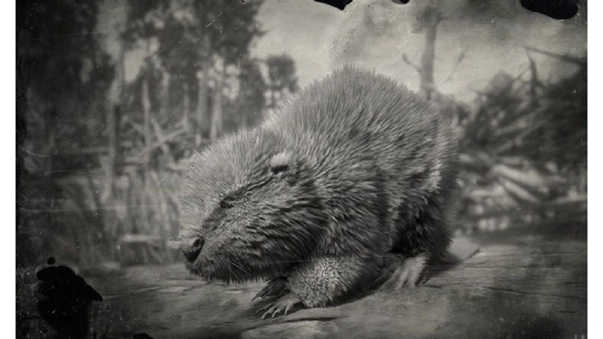 Beaver Red Dead Redemption 2 Guide: Beaver, position - Millenium